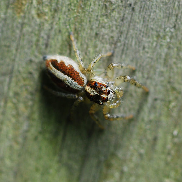 왕어리두줄깡충거미