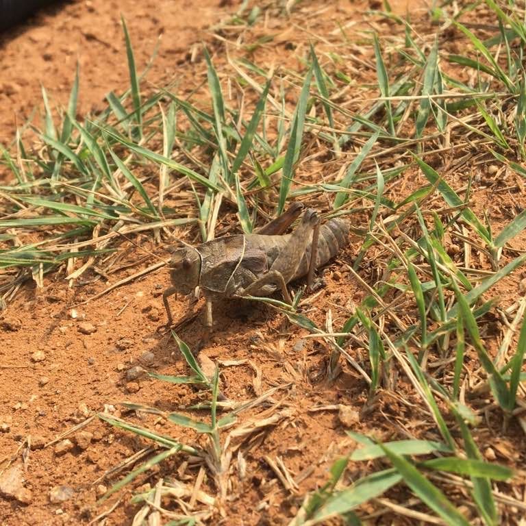 뚱보주름메뚜기