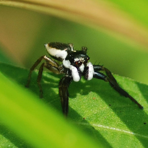 왕어리두줄깡충거미