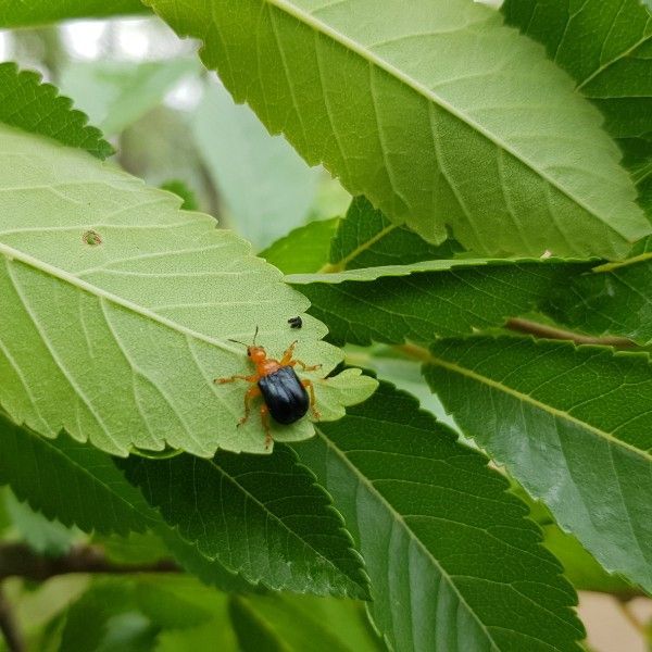 등빨간거위벌레