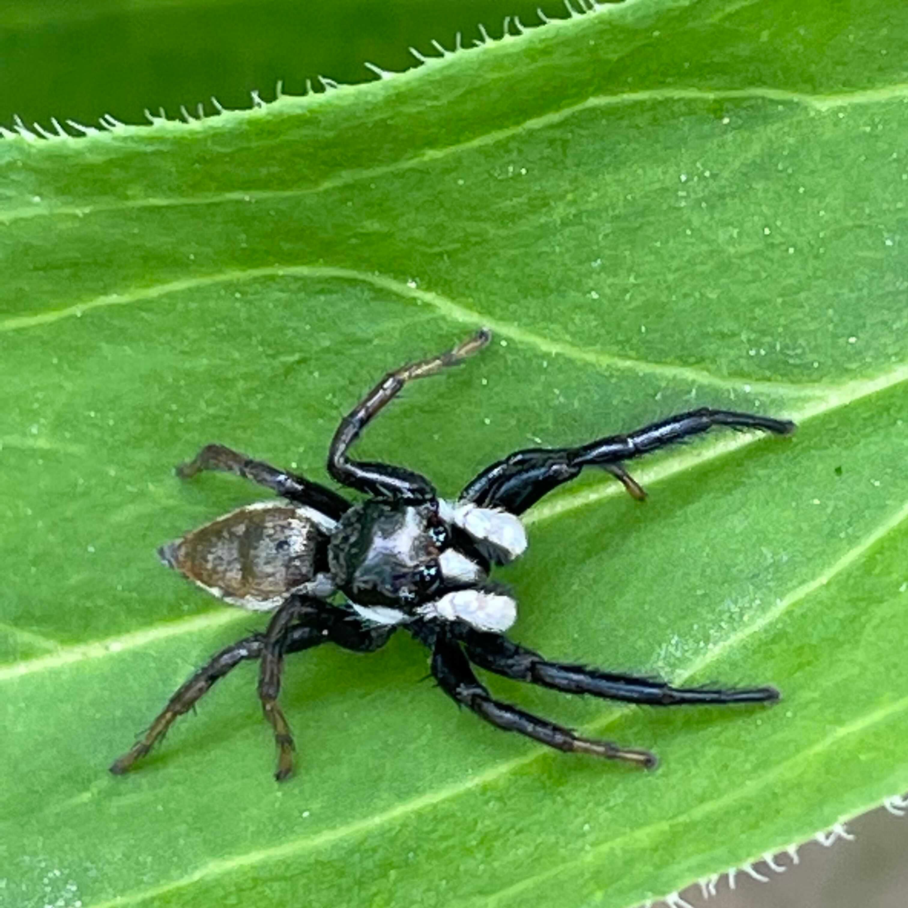 큰줄무늬깡충거미