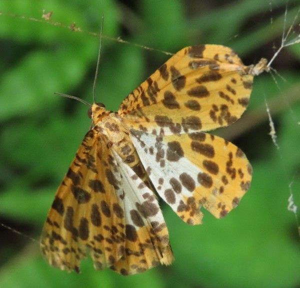 노랑날개무늬가지나방