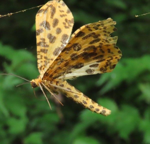 노랑날개무늬가지나방
