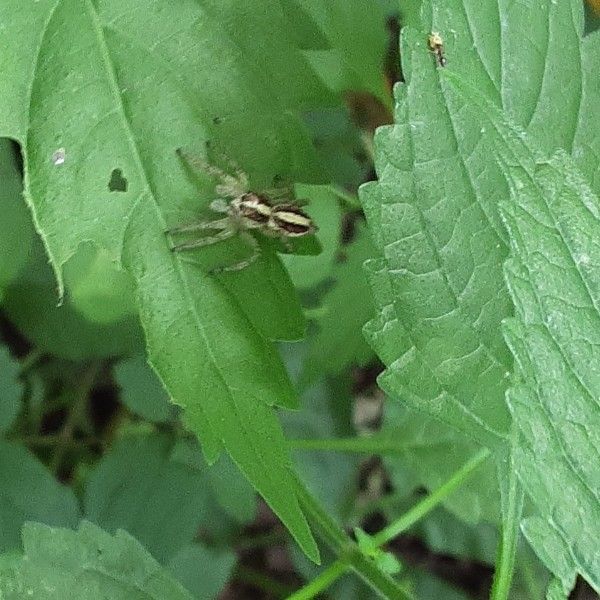 왕어리두줄깡충거미