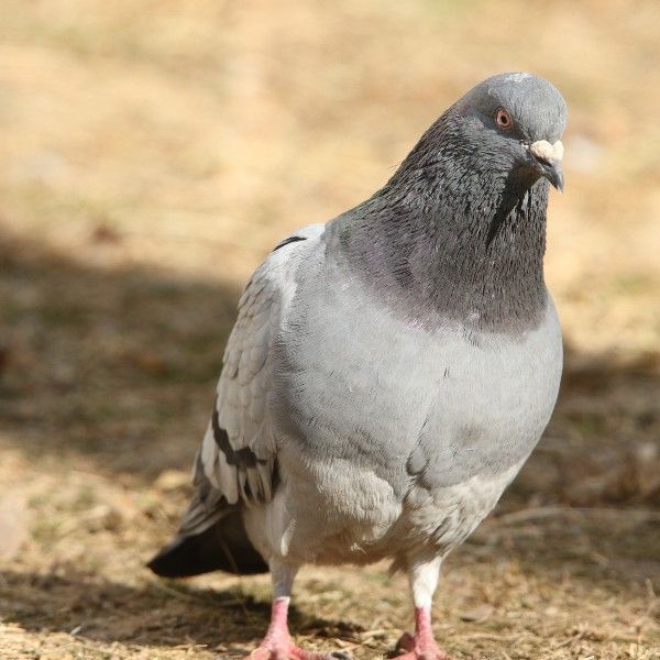 집비둘기