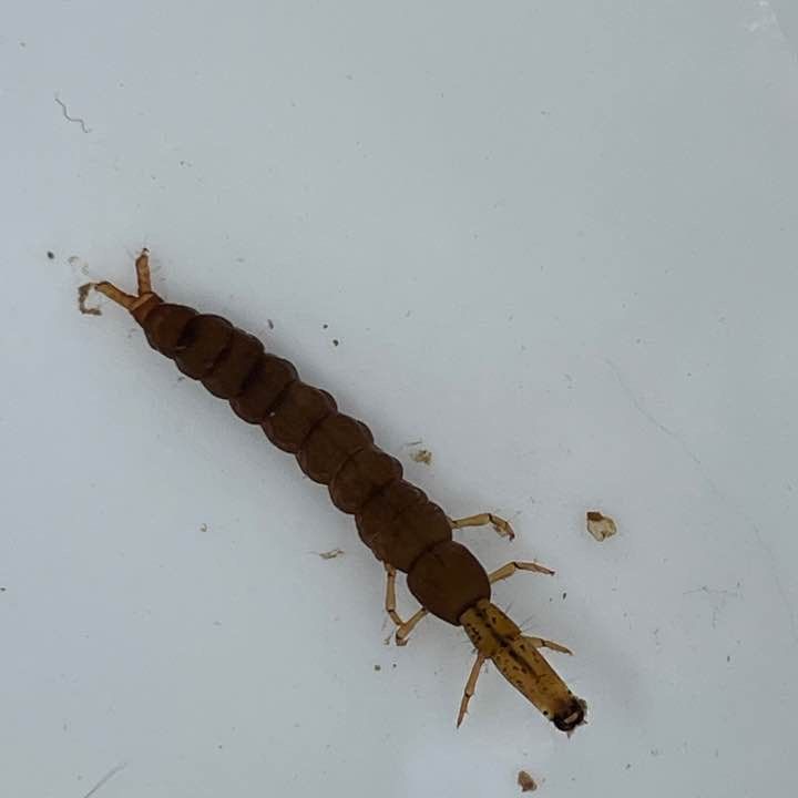 멋쟁이각날도래