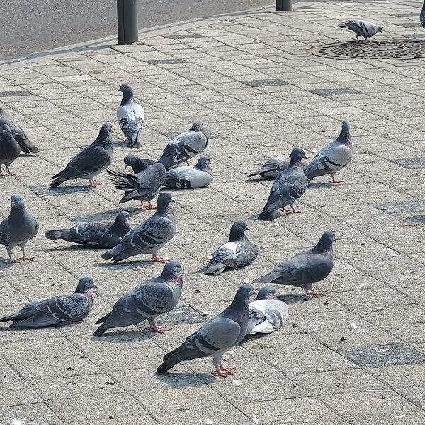 집비둘기