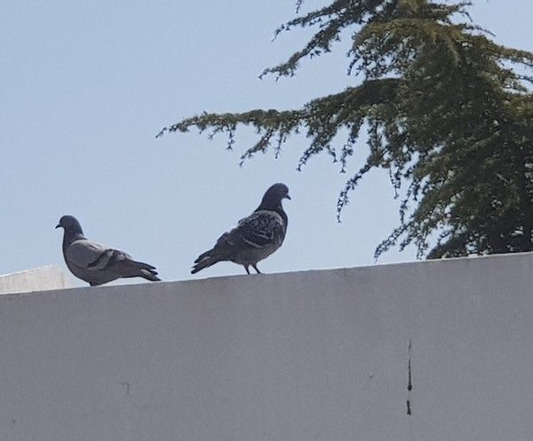 집비둘기