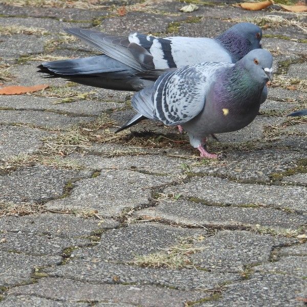 집비둘기