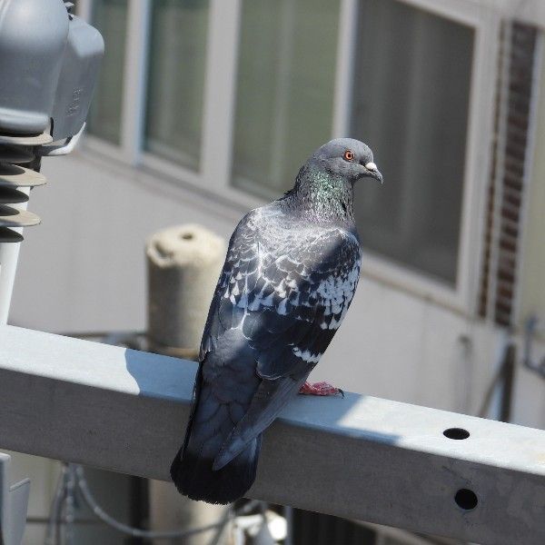 집비둘기
