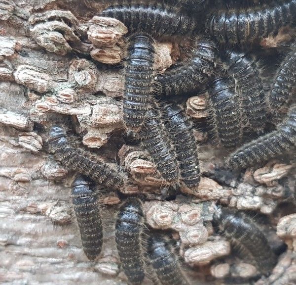 큰남색잎벌레붙이