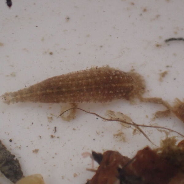 곤봉넙적거머리