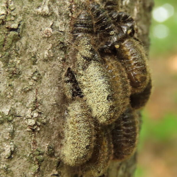큰남색잎벌레붙이