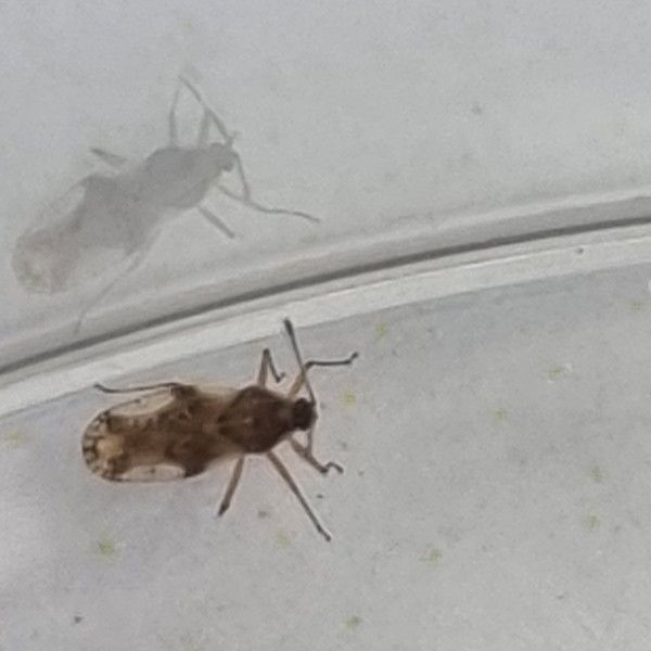 포풀라방패벌레