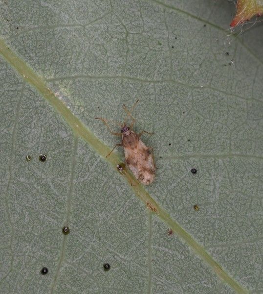 포풀라방패벌레