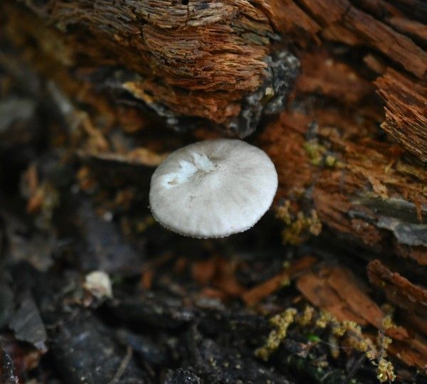 Pluteus hongoi