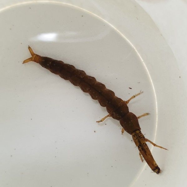 연날개수염치레각날도래