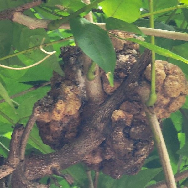 Pantoea agglomerans