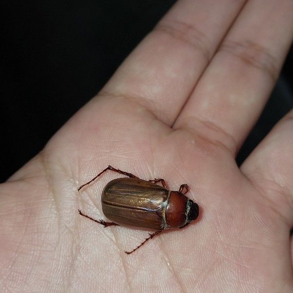 하이덴갈색줄풍뎅이