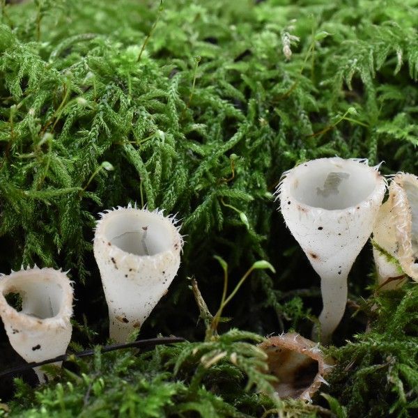 Microstoma insititium