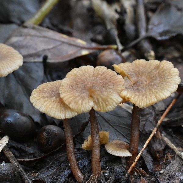 Lactarius neglectus