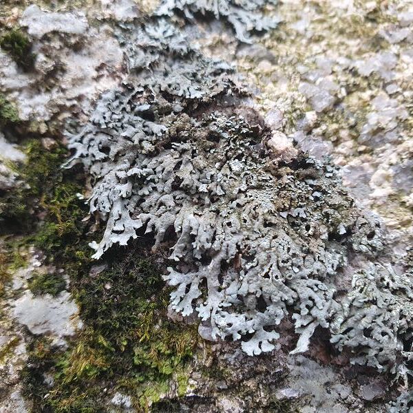 Polyblastidium hypoleucum